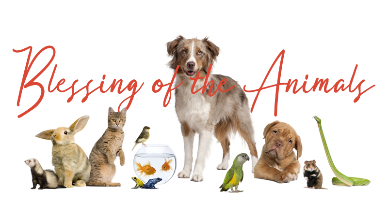 Blessing of the Animals – Plainfield UMC Today